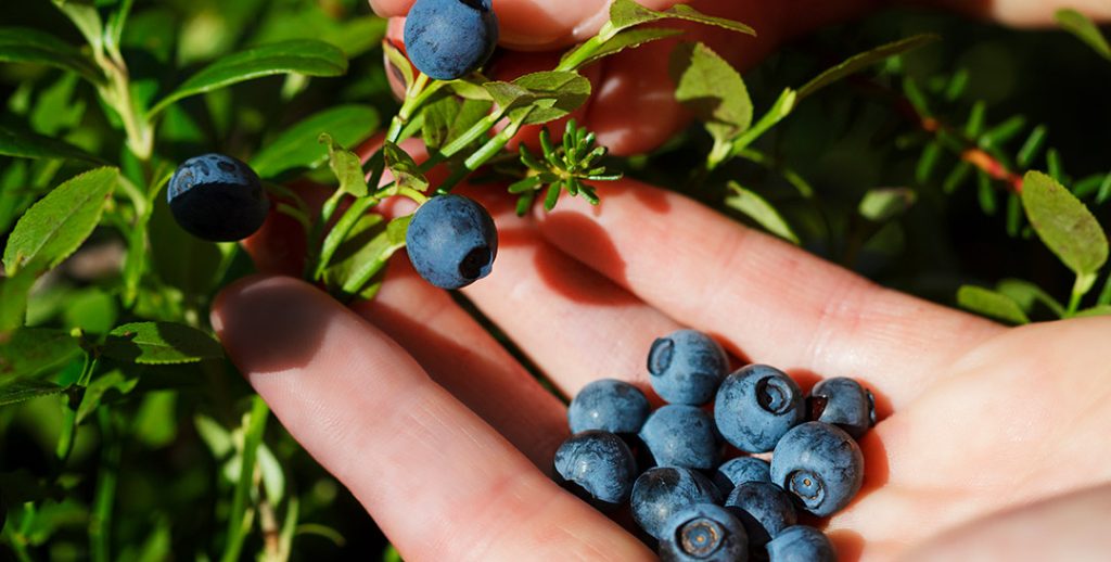 Satoja luonnon ravintoaineita hyvinvointiisi - Soluni Inspiration